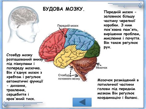 Будова і функції головного мозку Online Presentation