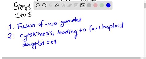 solved arrange the following terms in the correct order fertilization