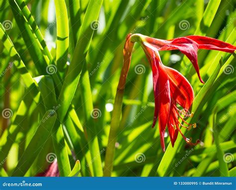 The Beautiful Red Lycoris Radiata Known As Red Spider Lily Red Magic Lily Or Equinox Flower