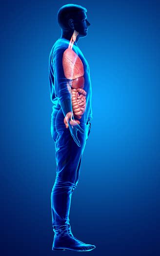 여성 내부 장기의 의학적으로 정확한 그림을 렌더링 한 3d 렌더링 0명에 대한 스톡 사진 및 기타 이미지 0명 3차원 형태 건강관리와 의술 Istock