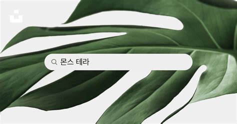 500 몬스테라 사진 Unsplash에서 무료 이미지 다운로드