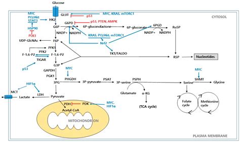 Schematic Diagram Of The Main Metabolic Pathways And Signaling Pathways