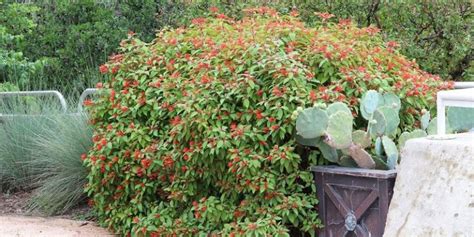 7 Beautiful Florida Hedge Plants