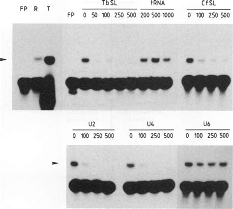 Reconstitution Of The Core Sl Rnp 32p Labeled T Brucei Sl Rna Was