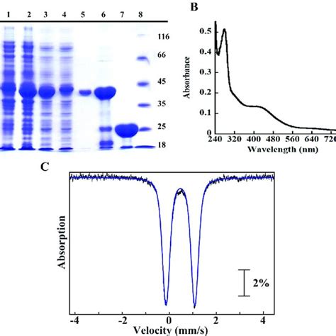 Sds−page Analysis Of The Expression And Purification Of Nfu1 On A Download Scientific Diagram