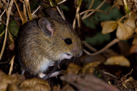 The Field Mouse By AngiWallace On DeviantArt