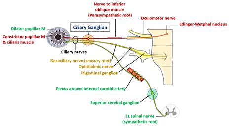 Ciliary Ganglion Anatomy Qa