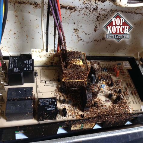 Top Anyone Know What This Is If You Guessed A Roach Infested Stove