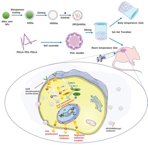 Injectable Thermosensitive Hydrogel Containing Erlotinib‐loaded Hollow