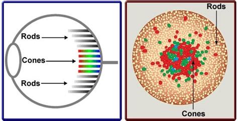 Colour Vision Deficiency Or Colour Blindness Eyescreen™