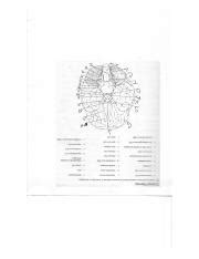 Image 2 .jpg - Cranial Nerves 15. Using the terms below correctly ...
