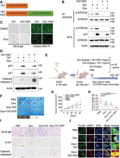 Targeting Atad3a Phosphorylation Mediated By Tbk1 Ameliorates