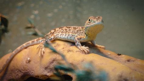 Victorian Grassland Earless Dragon Tiny Lizard Stalls Housing In