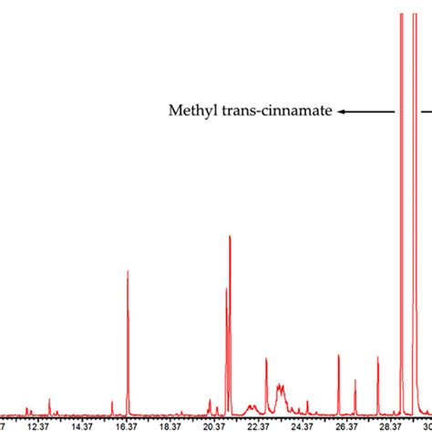 The Gc Ms Total Ion Chromatogram Of Melaleuca Bracteata Essential Oil