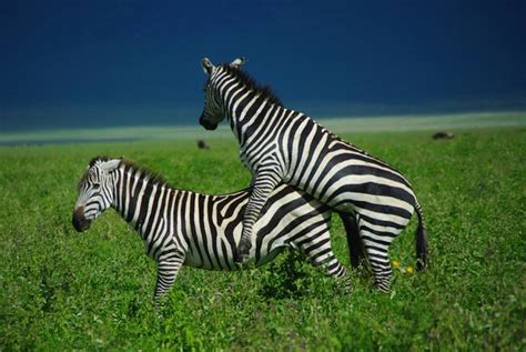 Photo Of The Day Zebra Sex