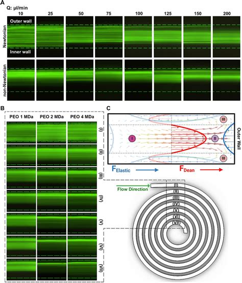 A Focusing Positions Of 3 μm Particles In Newtonian Macs Buffer And Download Scientific