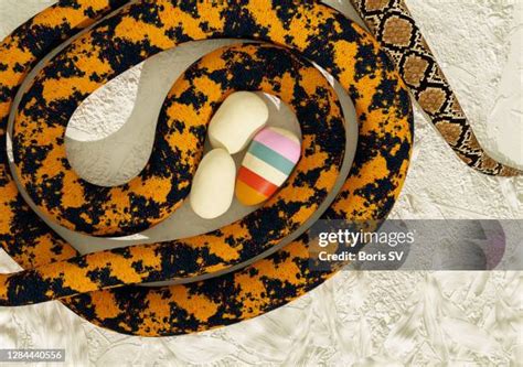 Python Egg Fotografias E Filmes Do Acervo Getty Images