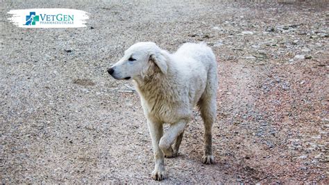 Dog Aggression: Causes, Types, And What You Can Do To Help