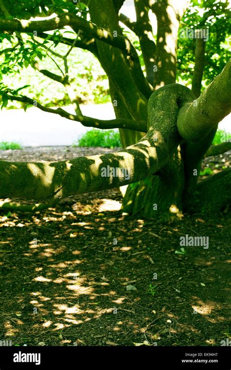 Tree Trunk In The Shade Stock Photo Alamy