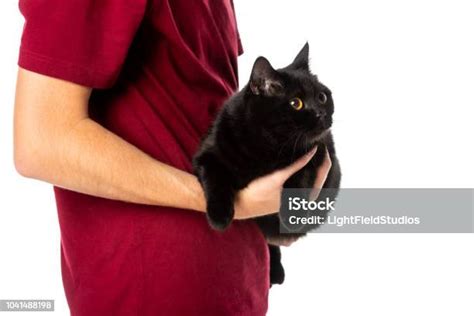 멀리 흰색 배경에 고립 귀여운 검은 영국 쇼트헤어 고양이 찾고 들고 남자의 부분 보기 갈고리 발톱에 대한 스톡 사진 및 기타