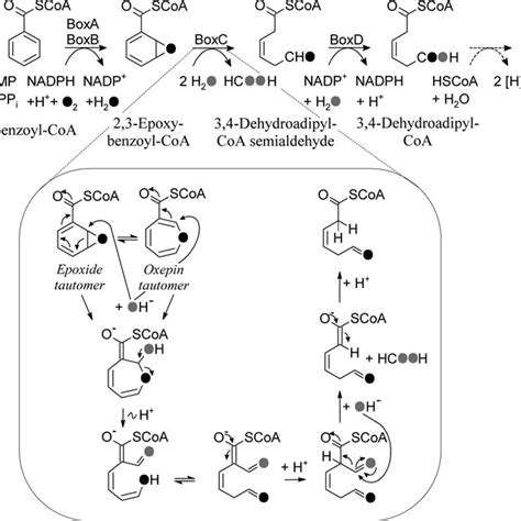 A Partial Alignment Of Amino Acid Sequence Of Benzoyl Coa Thioesterase Download Scientific