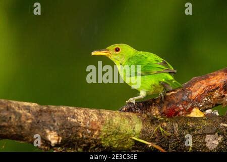 Green Honeycreeper Chlorophanes Spiza Female On Branch Boca Tapada Region Costa Rica Stock
