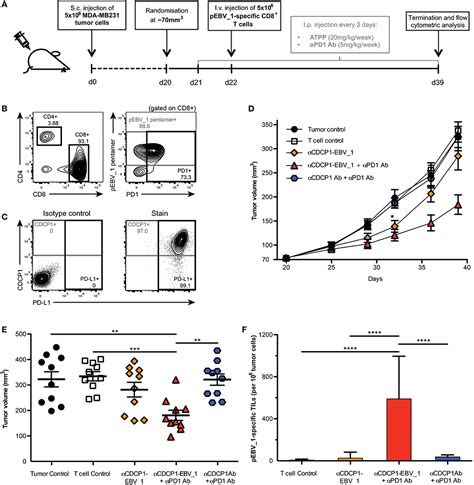 Frontiers Sensitization Of Tumors For Attack By Virus Specific Cd8 T