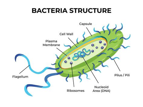 Bacteria Structure Vector Illustration With Bacteria Parts Text Isolated On White Landscape