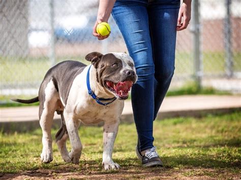 Pit Bulls Banned In Grosse Pointe Shores Heres What To Know Grosse