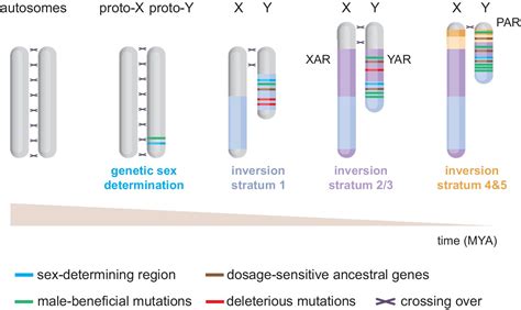 X And Y Chromosomes