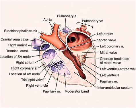 Difference Between Right And Left Atrium Sitename