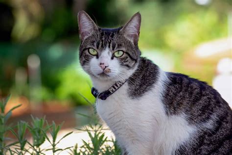 The Newest Cats In Town 25 Recently Developed Breeds Stealing Hearts