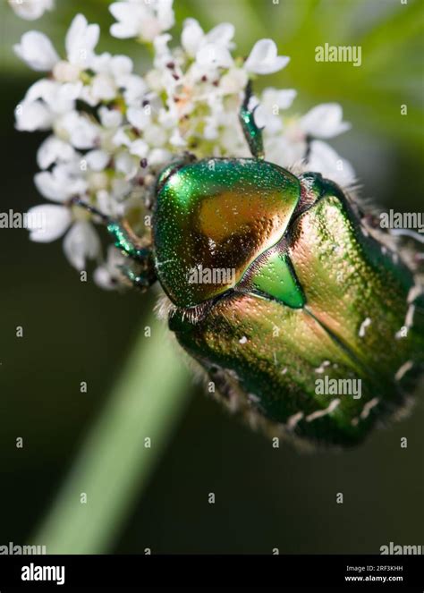 European Rose Chafer Beetle Cetonia Aurata Feeding On The Pollen Nectar Of The Water Dropwort