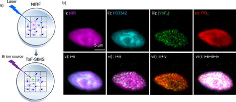 Dual Modal Nirf Tof Sims Imaging Of Nascent Dna Using Yb 4 In Hela Download Scientific Diagram