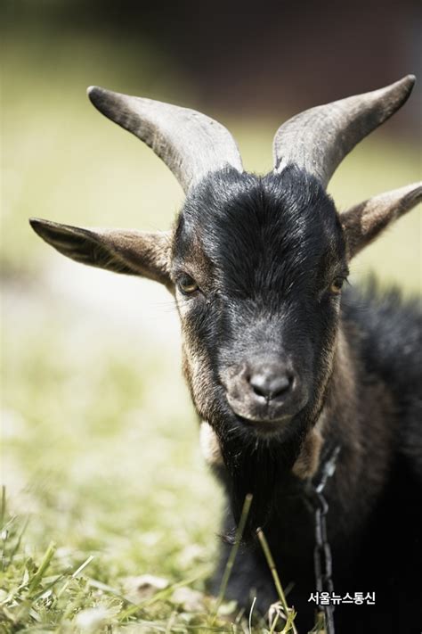 국립공원관리공단 방목 염소 포획 서울뉴스통신