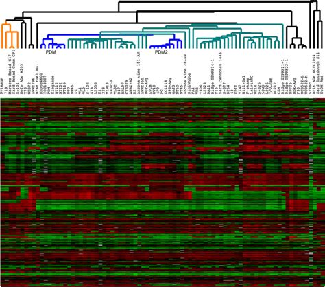Acgh Results For Non S288c Regions Hierarchical Clustering Using Only