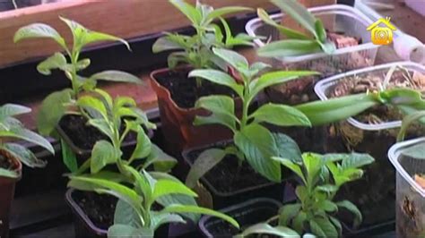 Уход за рассадой и зимнее черенкование Forumhouse Youtube