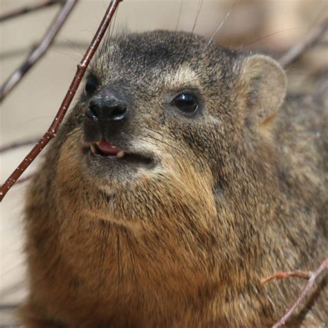 Rock Hyrax