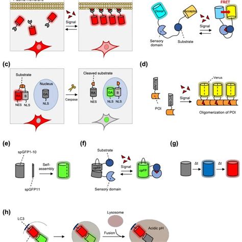 Pdf Genetically Encoded Biosensors Based On Fluorescent Proteins