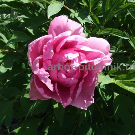 Саженцы пиона древовидного Цветочная роса купить в Москве и Подмосковье ...