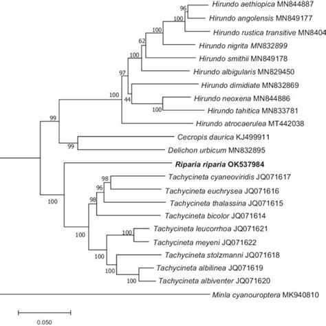maximum likelihood ml tree based on 13 protein coding gene sequences