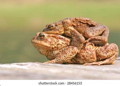 Pare Sex Images Stock Photos D Objects Vectors Shutterstock