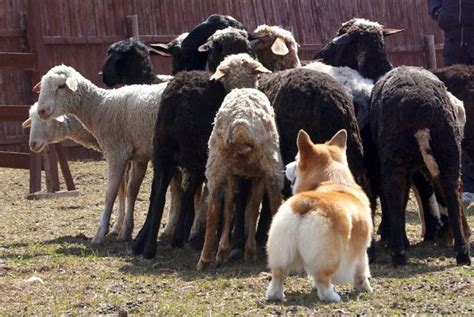 6 Cool Facts About Corgis