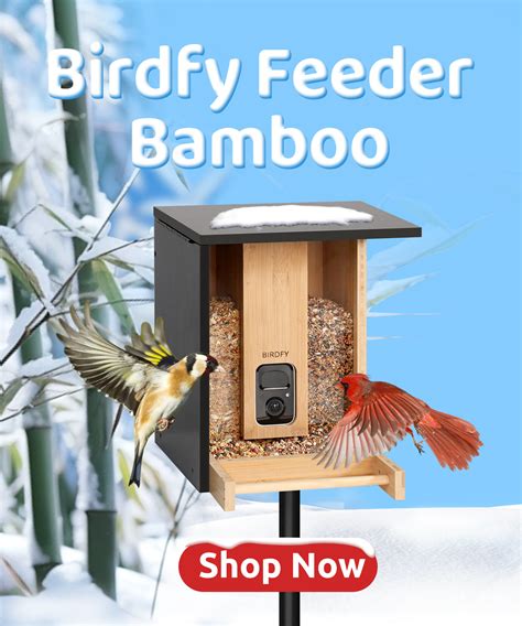 Netvue Birdfy Feeder Bamboo Apollo Deals Coupons