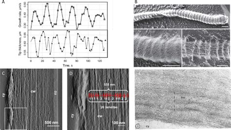 Temporal And Spatial Periodicity In Cell Wall Assembly And Growth A