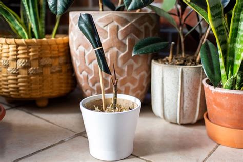 How To Propagate Rubber Trees From Cuttings