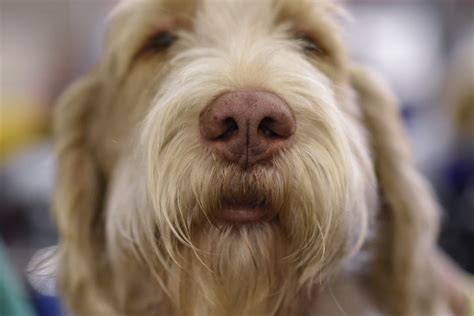 What It Means If Your Dog Pushes Their Nose Into People—the Answer Is