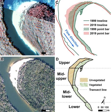 Floodplain Characteristics Affect Woody Vegetation Regeneration On Point Bars Of A Coastal Plain