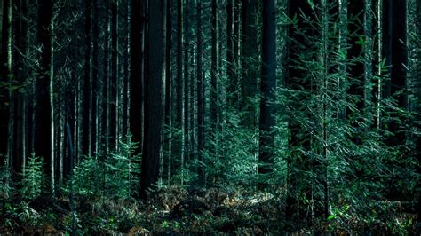 🔥 Free Download Dark Green Forest Wallpaper By Mjackson18