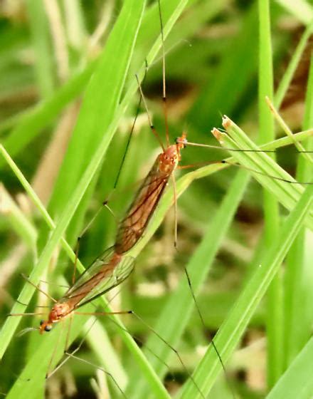 Mating Bugs Nephrotoma Suturalis BugGuide Net